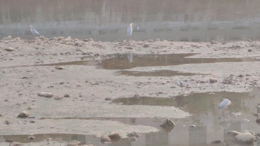会东·苍鹭。不断加大环境保护力度通过造林绿化水质监测、生态宣教...
