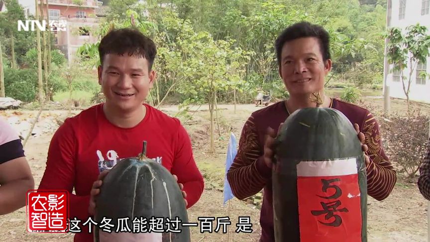 104斤的巨型冬瓜,拍卖出3000元,你会买吗能