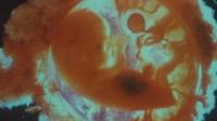 5.人的生殖过程 人教版七年级生物下册