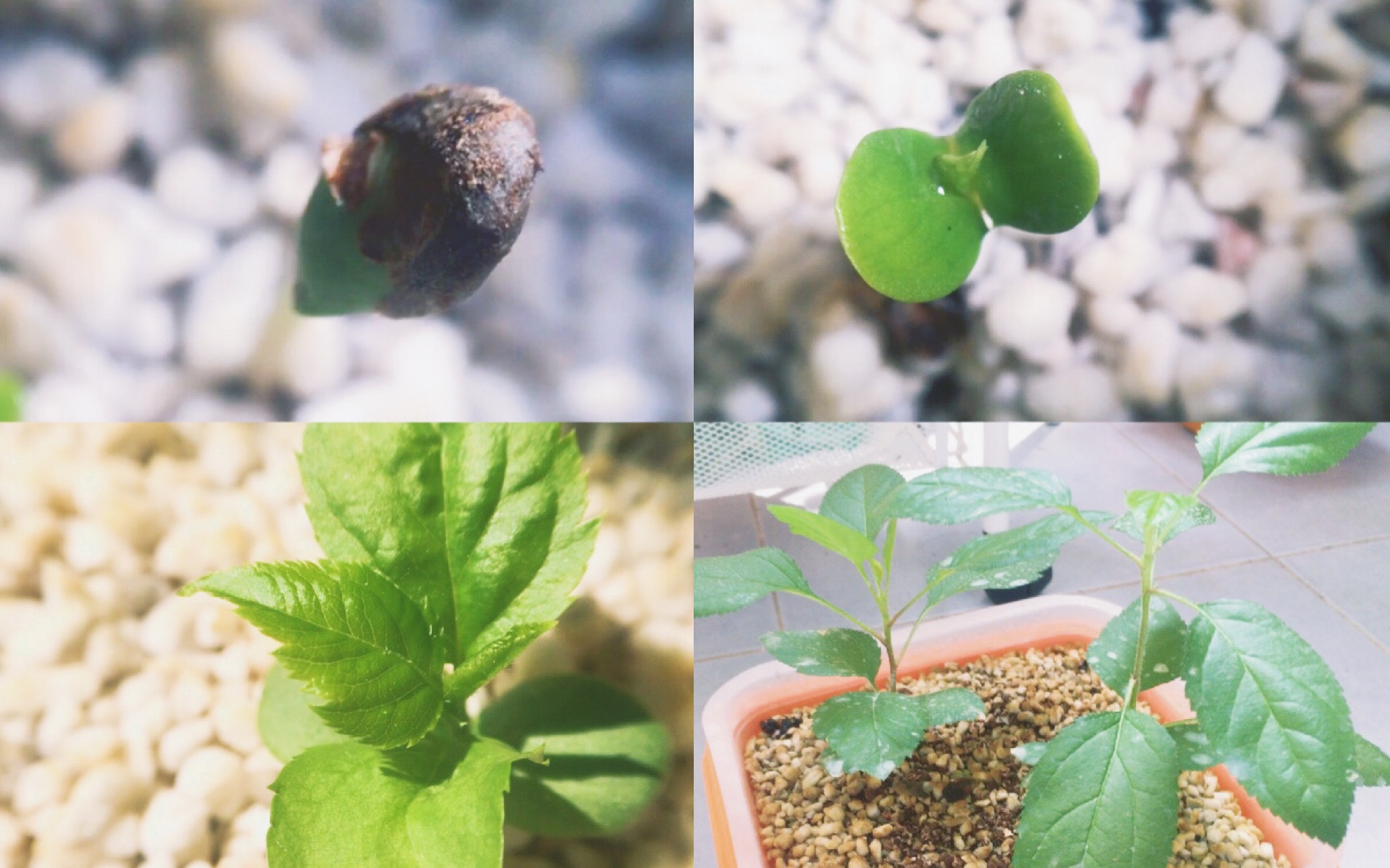 植物VLOG|从籽儿开始在阳台种苹果|2个月成长记录|阳台日记VOL.08