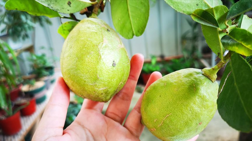 盆栽柠檬树,花后保果全靠做好这几点