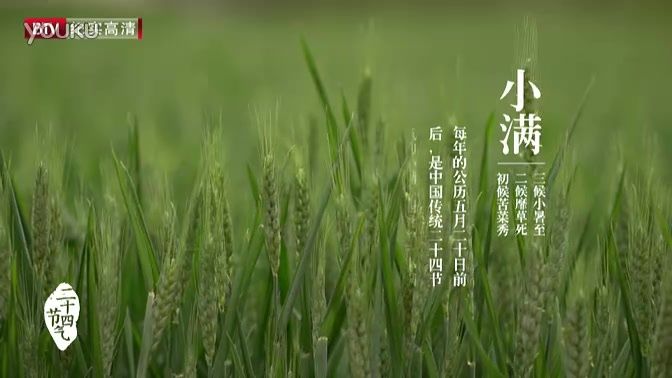 二十四节气之小满