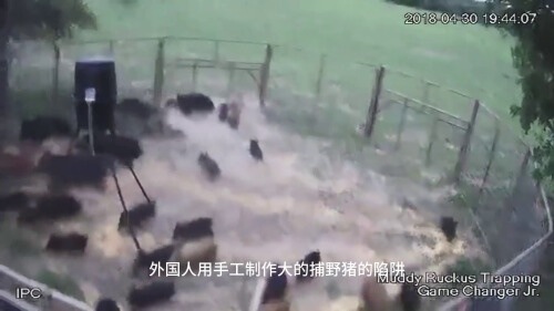 老外为了保护农田,哥俩合力安装捕猪神器,第二天直接爆车了真爽