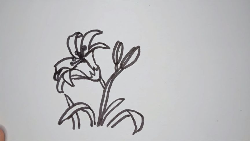 简笔画画百合花,简单易学,适合所以幼儿小朋友们学习哦