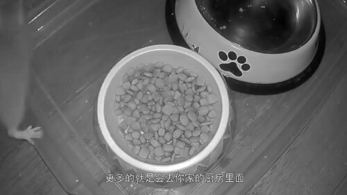 老鼠被捕鼠夹夹住,无时无刻都想逃出去,镜头记录全过程
