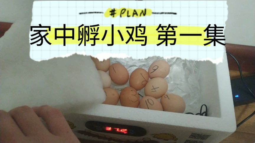 受精蛋和普通鸡蛋有何不同?21天能否孵出可爱的小鸡