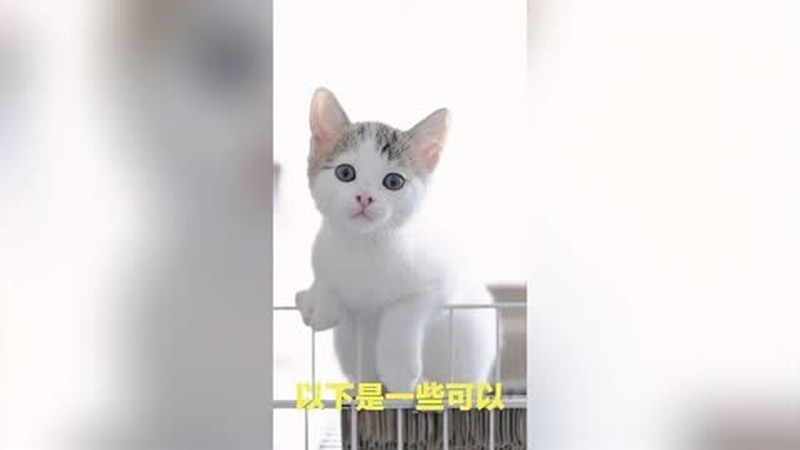 猫毛怎么处理比较干净