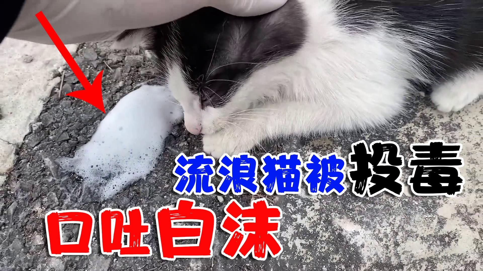 太可恶了!流浪猫被人投毒,我发现时,它已经倒地不动,口吐白沫
