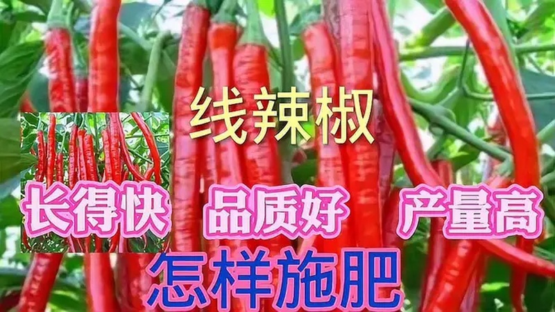线辣椒要长得快,品质好产量高,怎样施肥?
