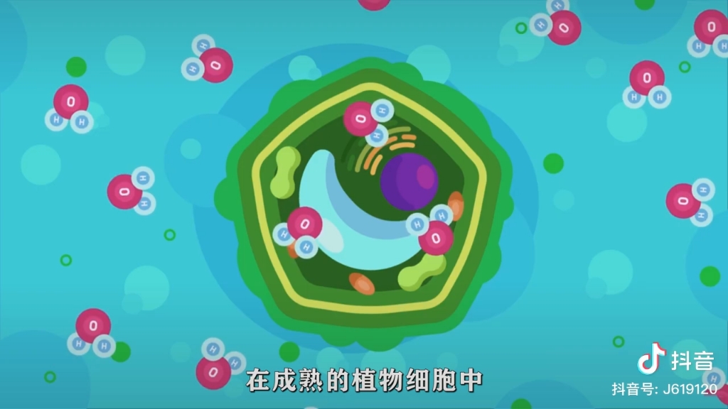 [大鹏生物课堂]植物细胞质壁分离动画视频