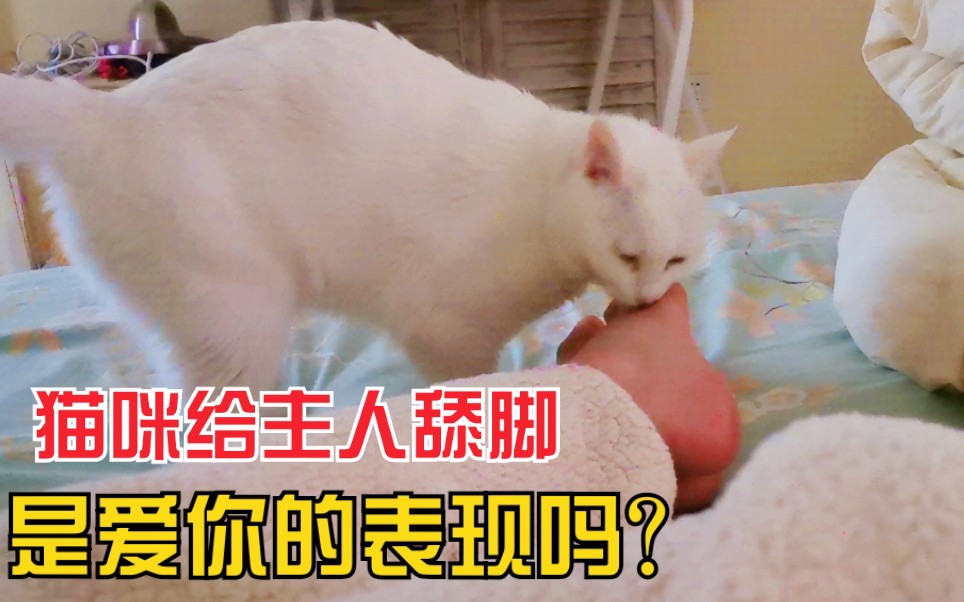 每天早晨,猫咪都跳上床给主人舔脚,这是爱你的表现吗?!