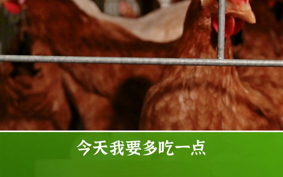 每天吃什么?一天几顿饭?