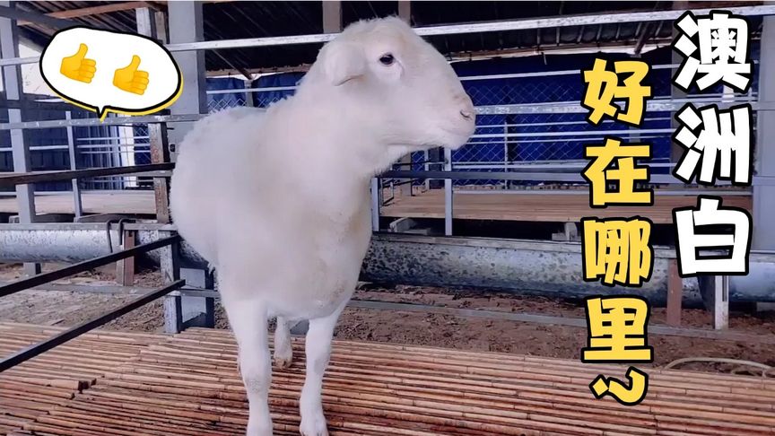 澳洲白公羊有哪些特点?与小尾寒羊相比优在哪里?引入的主要用途?