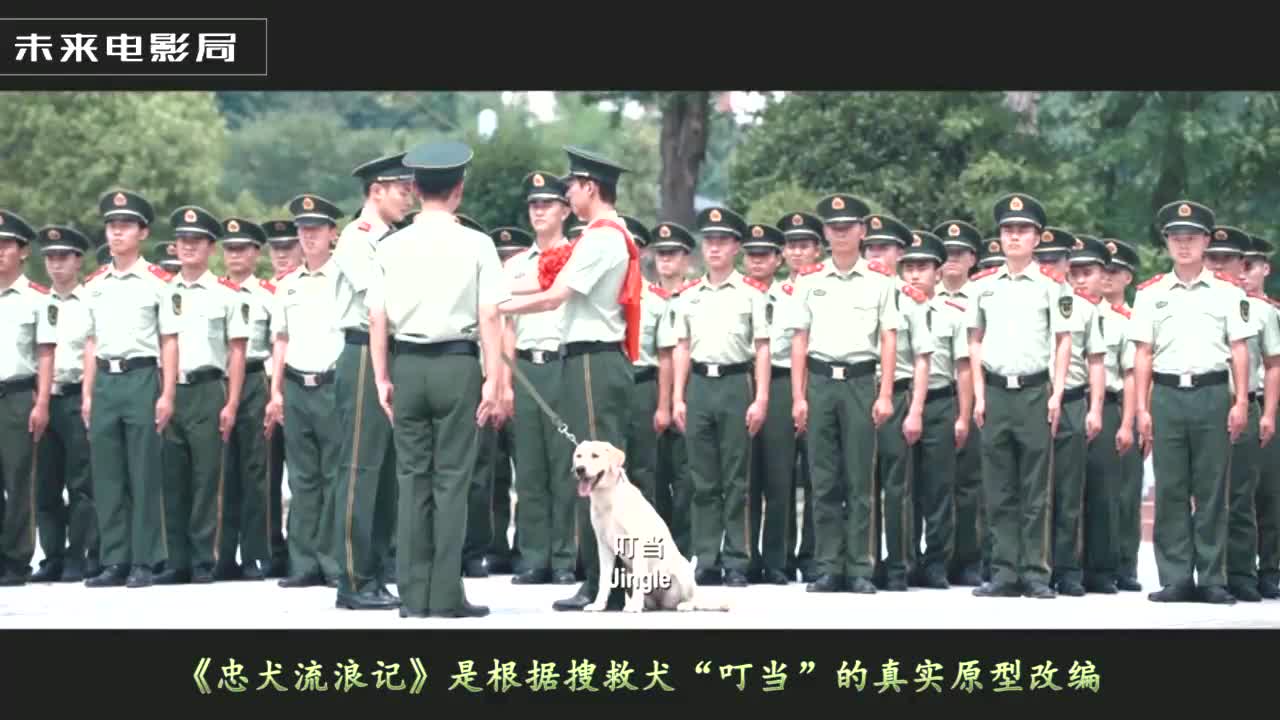 318. 搜救犬为了寻找主人,主动逃离疗养院,结果差点被狗贩子打死