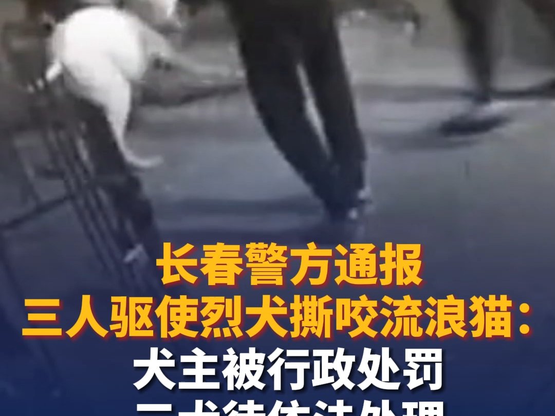 驱使烈犬咬死流浪猫 警方:犬主被行政处罚!犬被捕获,待处理!