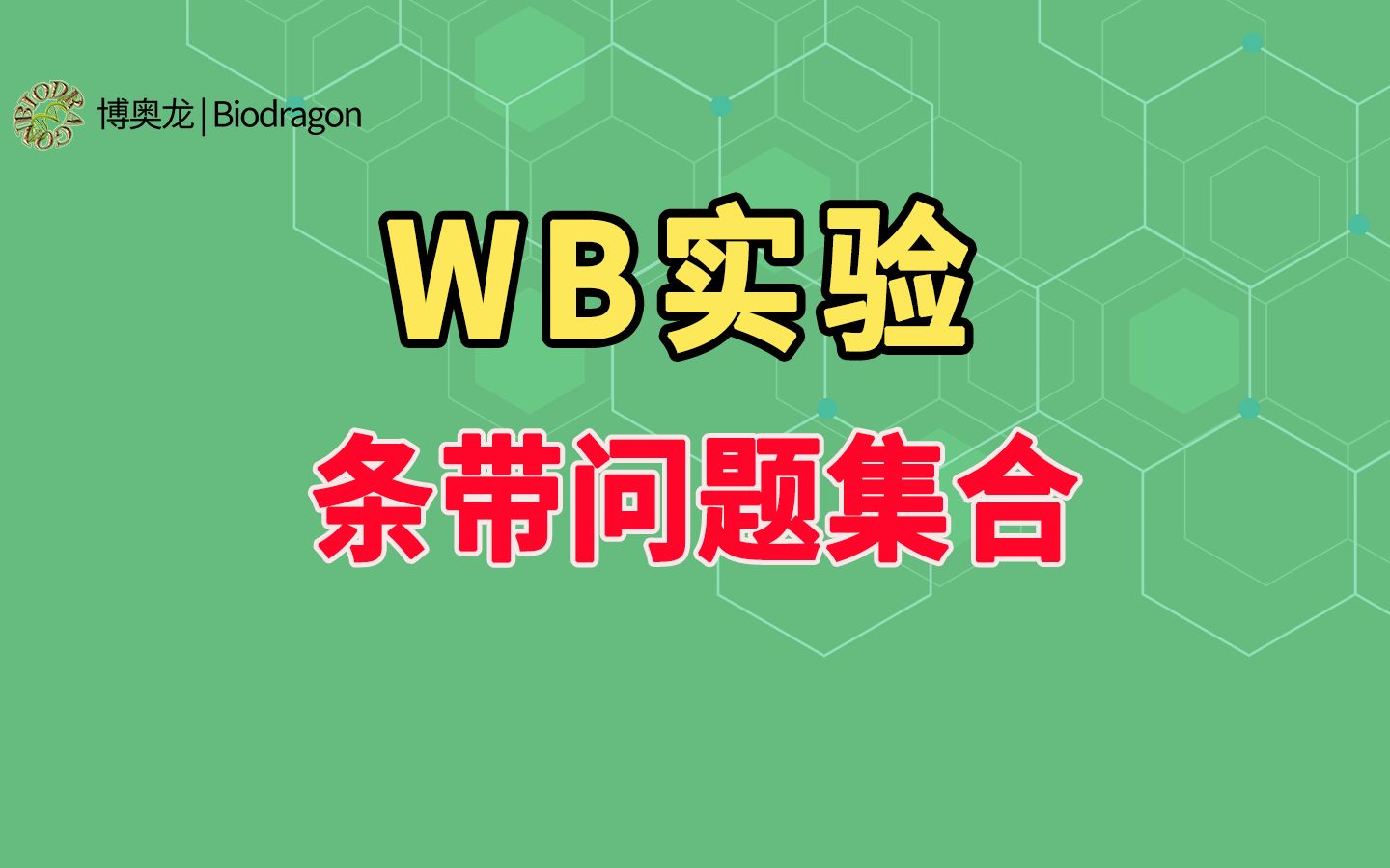 WB实验所遇到的条带问题全在这里