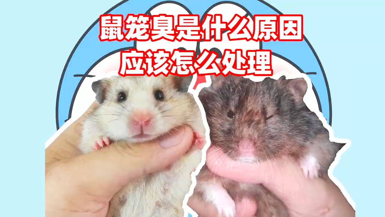 被问爆了的仓鼠除臭法,6招轻松解决