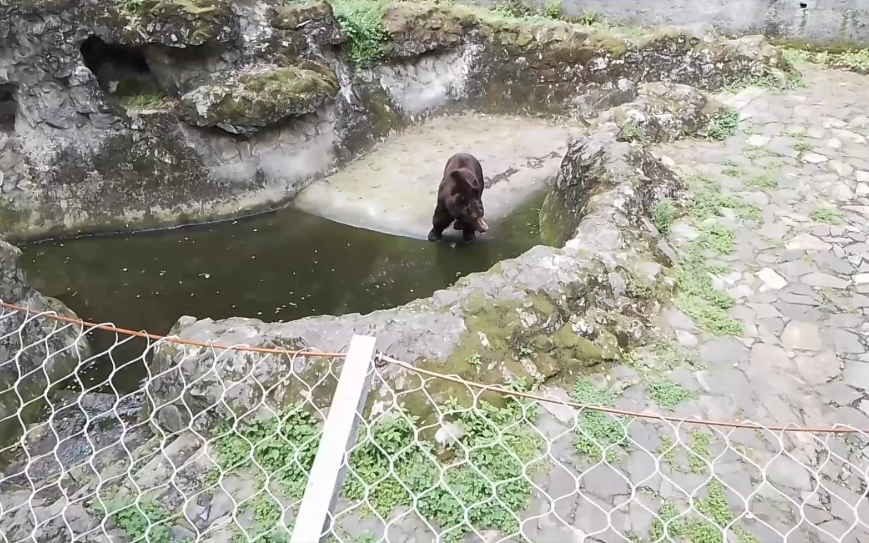 杭州市动物园的棕熊和东北虎