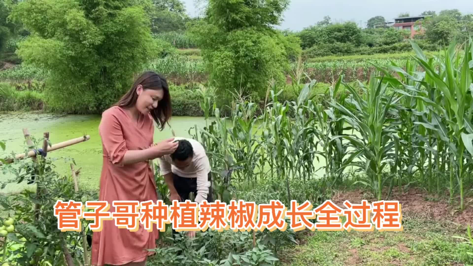 管子哥种植辣椒生长全过程,育苖,栽种,开花结果,收获,享用