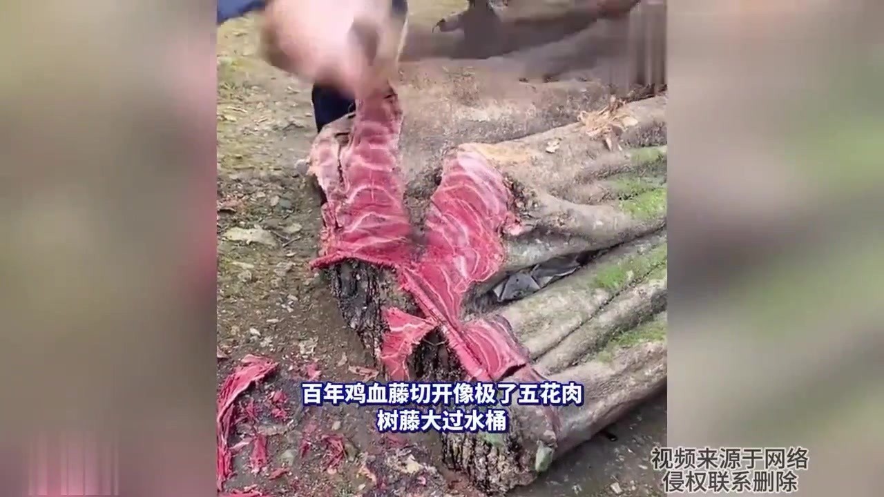 百年鸡血藤切开像极了五花肉,树藤大过水桶