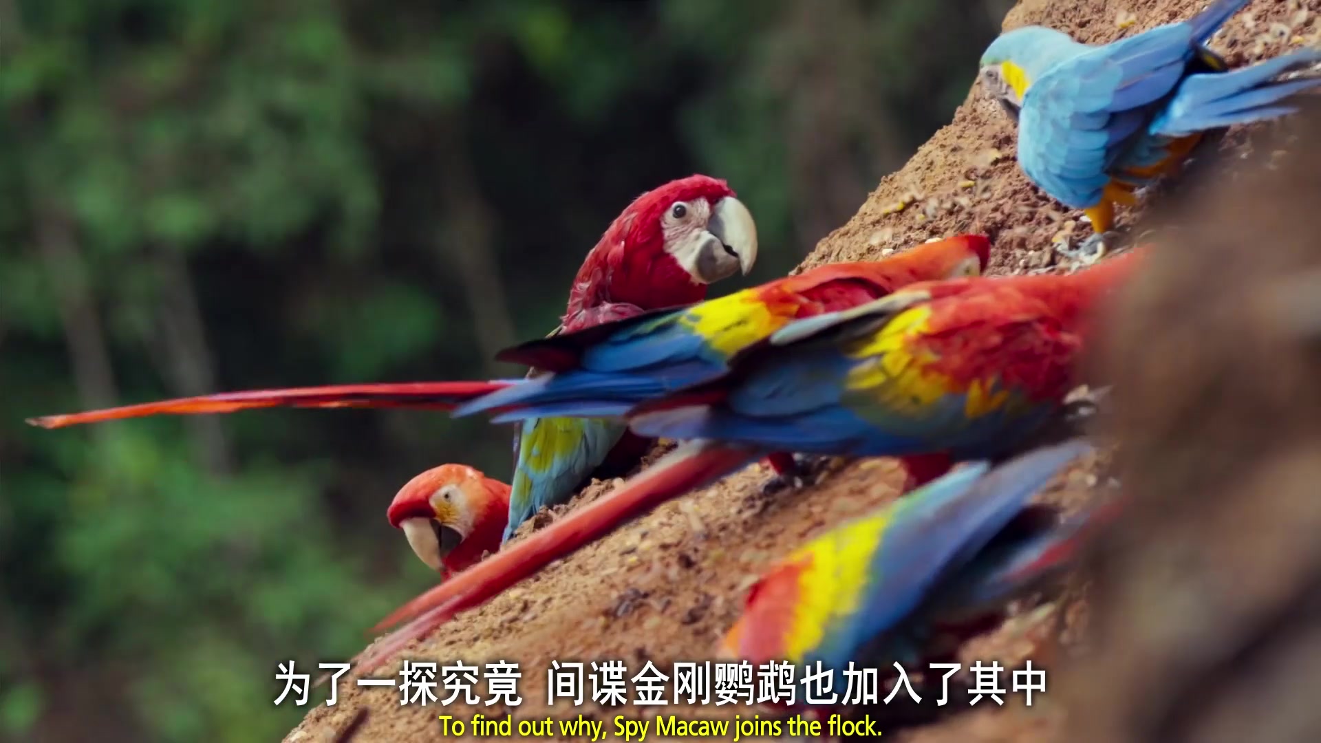 【纪录片】丛林大药房【黏土的功效】