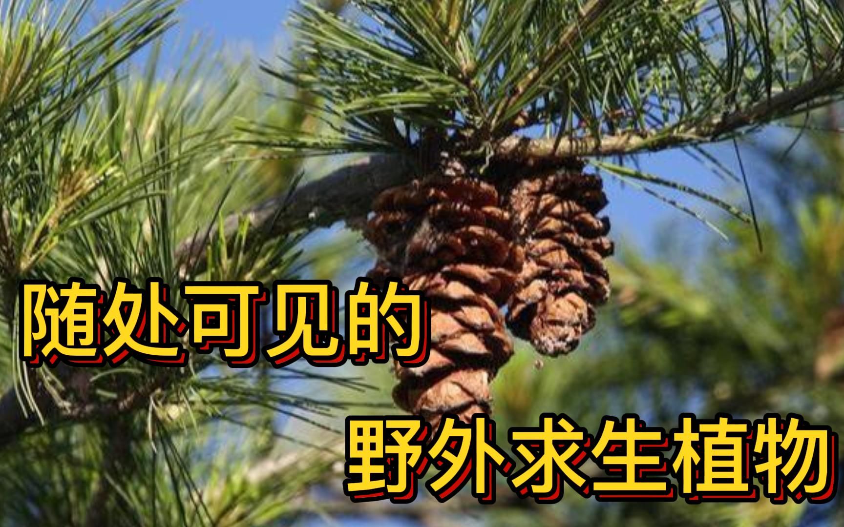 野外生存植物(1)--随处可见的松针