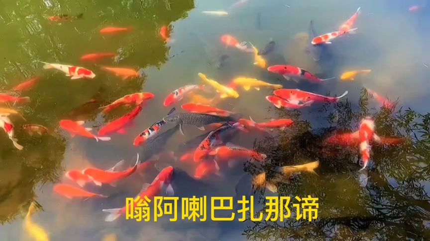 文殊菩萨心咒108遍锦鲤版,愿天下学子开智慧增福德好运伴随