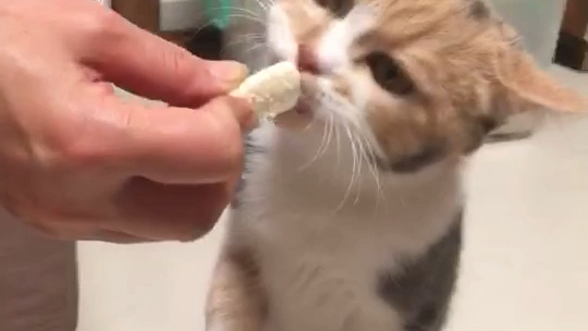 激战2 游侠新版本宠物