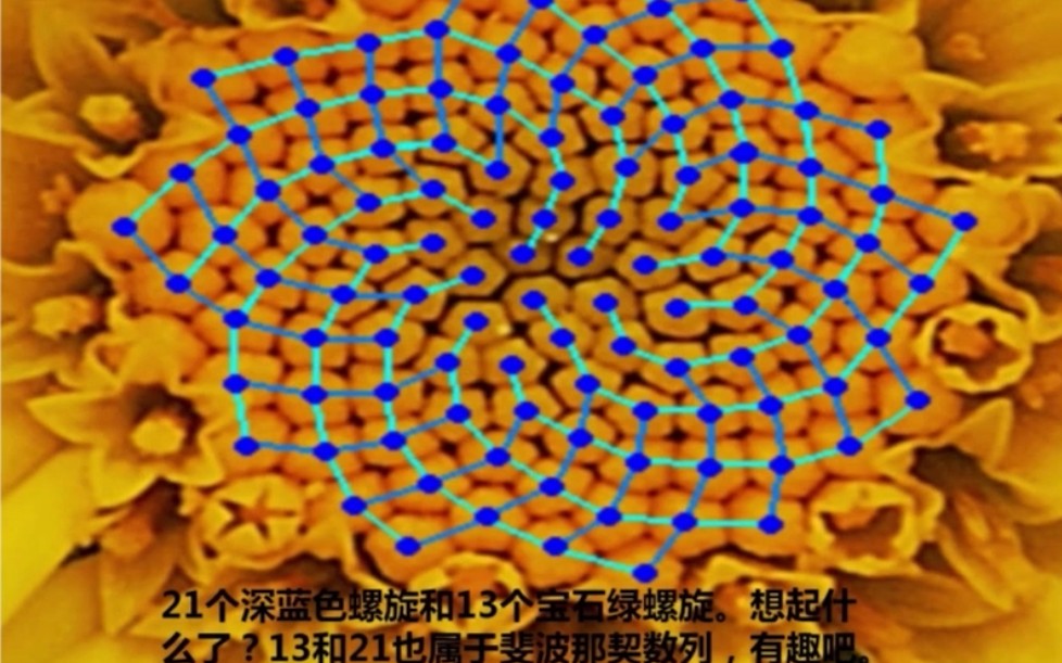 【植物百科】植物中的数学,黄金比例,黄金角,曲线方程,斐波那契数列