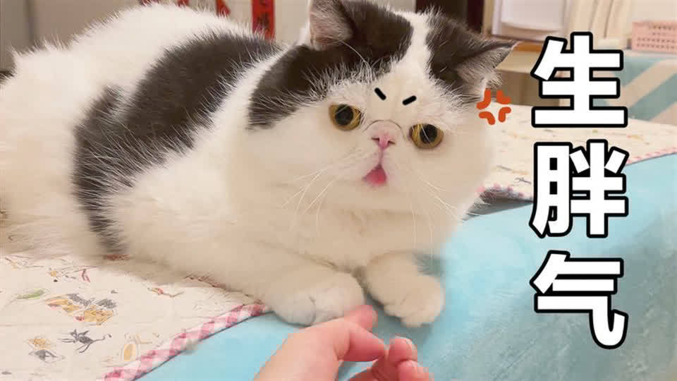 猫咪生气时有可爱?表情竟和人一摸一样!主人:要成精了