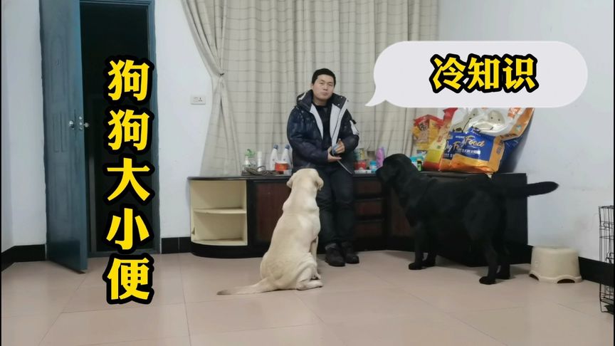 带狗狗到室外大小便,如果它不拉怎么办?一招就够了