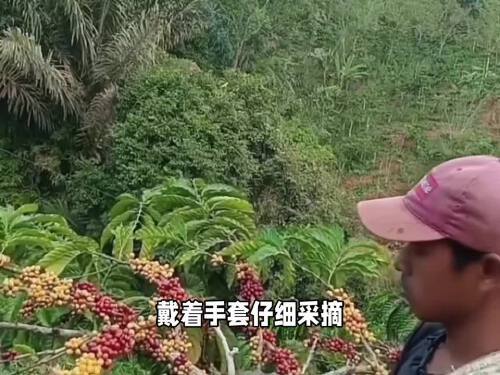 咖啡豆采摘全记录!看老哥如何用双手诠释匠人精神