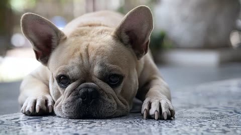 呆萌的法斗犬的优缺点