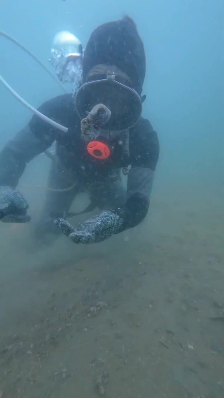 20米海底,大家知道抓螃蟹了吗?#海底世界 #海洋生物 #赶海