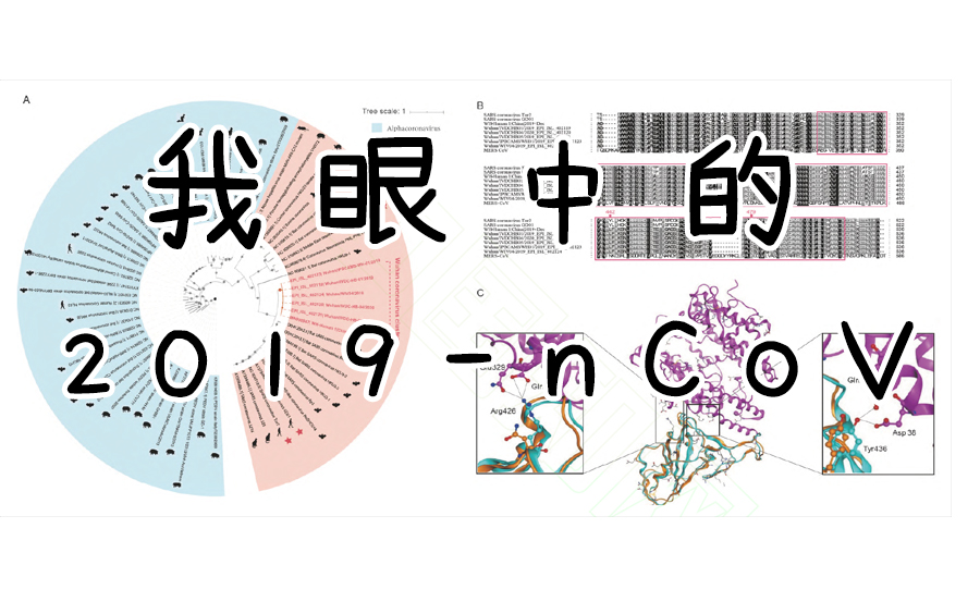 【读文献】一起来认识2019-nCoV