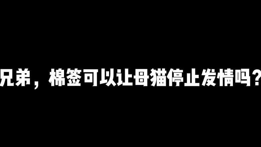 重庆话带你了解猫咪知识,棉签可以让母猫停止发情吗?