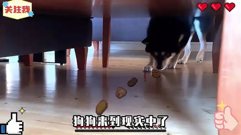 我的世界:狗狗来到了现实中?喜欢吃MC的食物,喜欢打雪仗