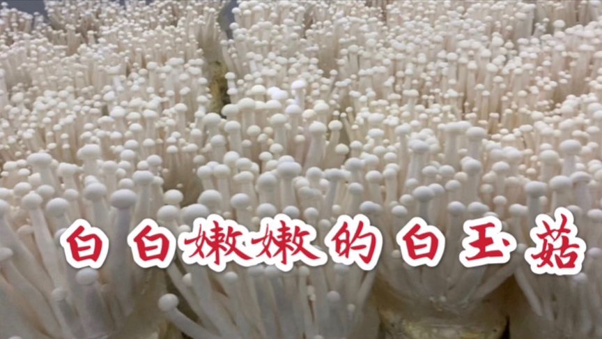 原来蘑菇需要无菌的生长环境!还需要恒温!流水作业生产包装运输