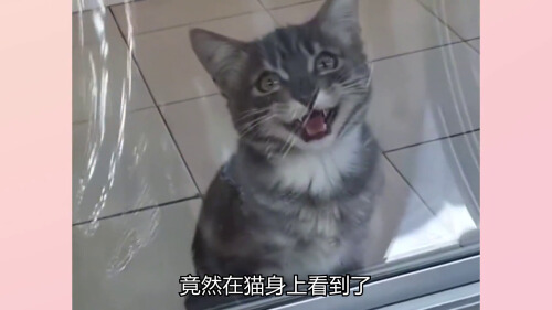 猫咪的世界真的存在轮回吗?老板和两只猫的故事,流浪猫认定主人