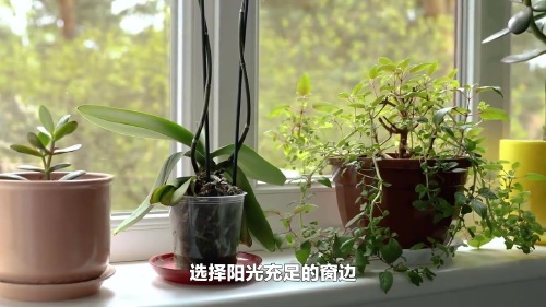 轻松培育水仙花:养殖方法及注意事项解析