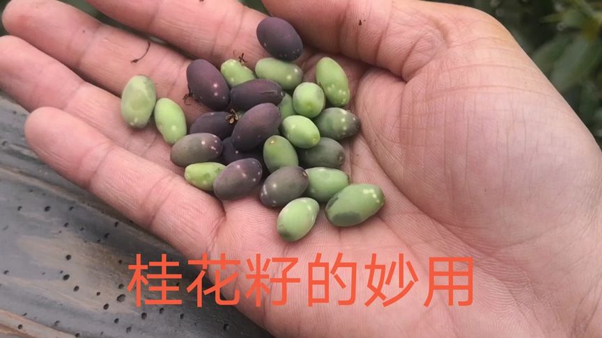 桂花籽成熟的季节又到了,桂花籽的妙用你们知道多少,看到就想吃