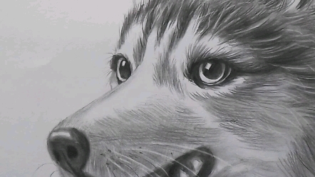 简单易学的素描动物狗狗画法