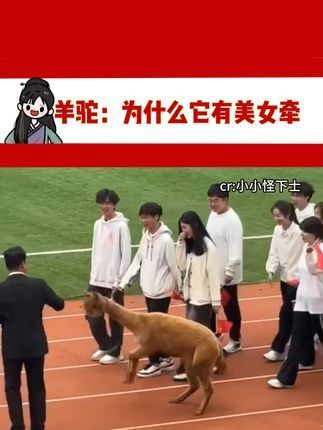 羊驼:为什么它有美女牵,我没有 #搞笑 #运动会 #动物的迷惑行为