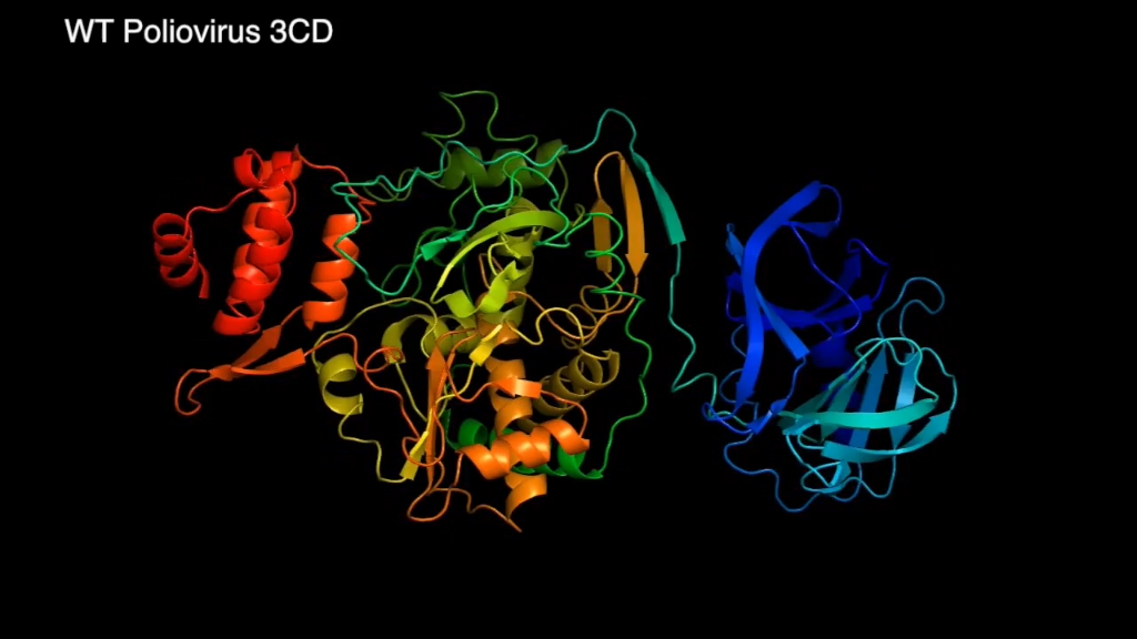 计算机模拟的脊髓灰质炎病毒(Poliovirus,PV)3CD蛋白的结构