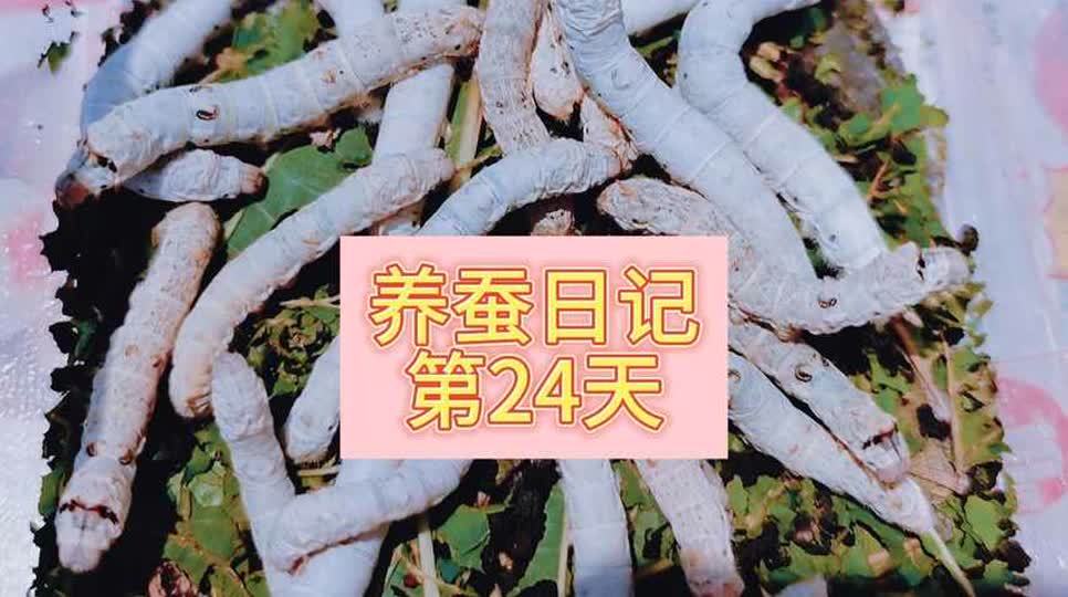 养蚕日记第24天 养蚕三周,今天蚕宝宝进入盛食期 蚕宝宝成长记