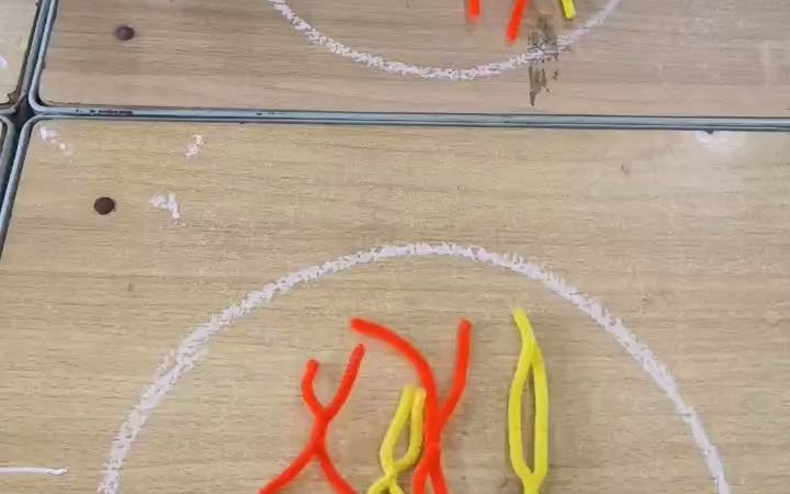 三倍体形成过程模型展示