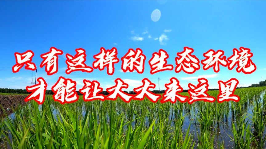 楠哥带你看看绿色水稻生长情况,这样的生态环境可以放心了吧。