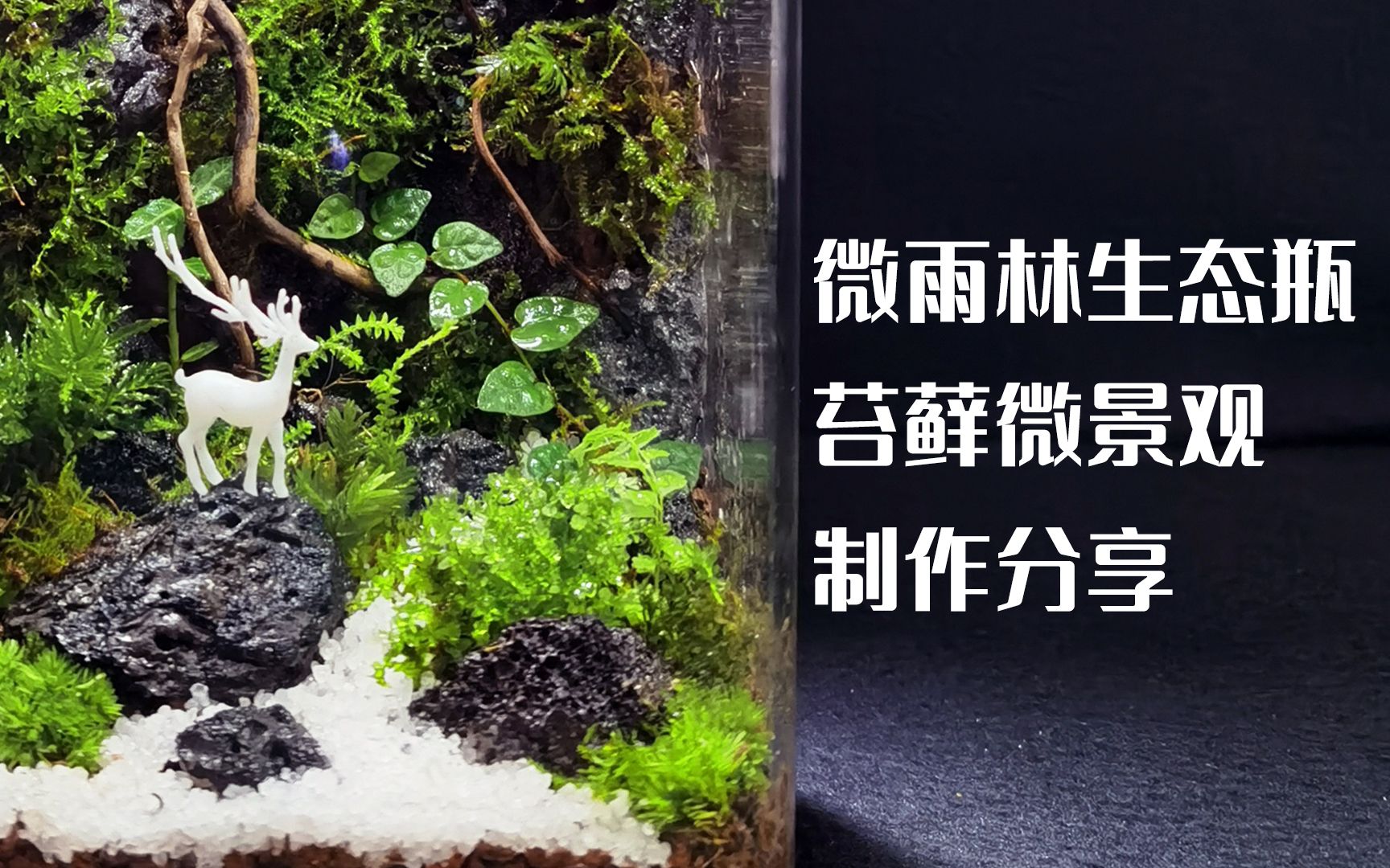 微雨林生态瓶苔藓微景观制作分享