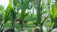 苏萨食品特种兵椰子汁宣传片