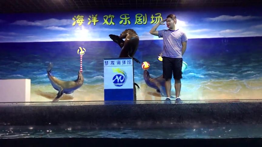 三亚海狮表演很给力,快来看看精彩绝伦的表演吧!